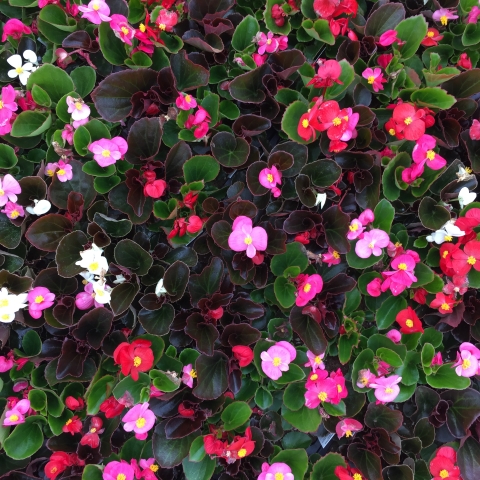 A Peak At What’s Looking Great | Van Wingerden Greenhouse